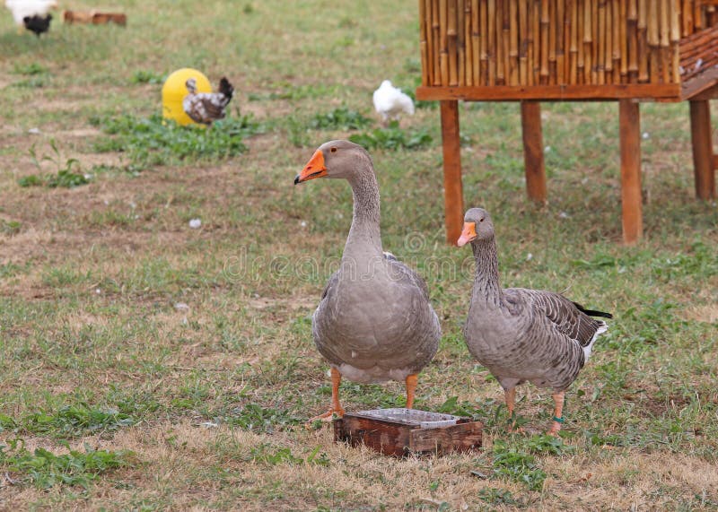 One Fat Greylag Goose in the Animal Farm Stock Photo - Image of ...