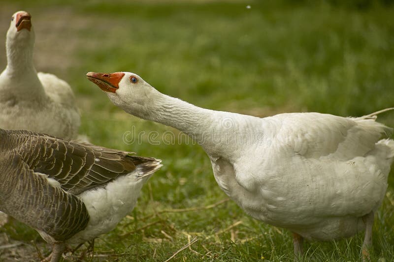 254 Goose Attack Stock Photos - Free & Royalty-Free Stock Photos from ...