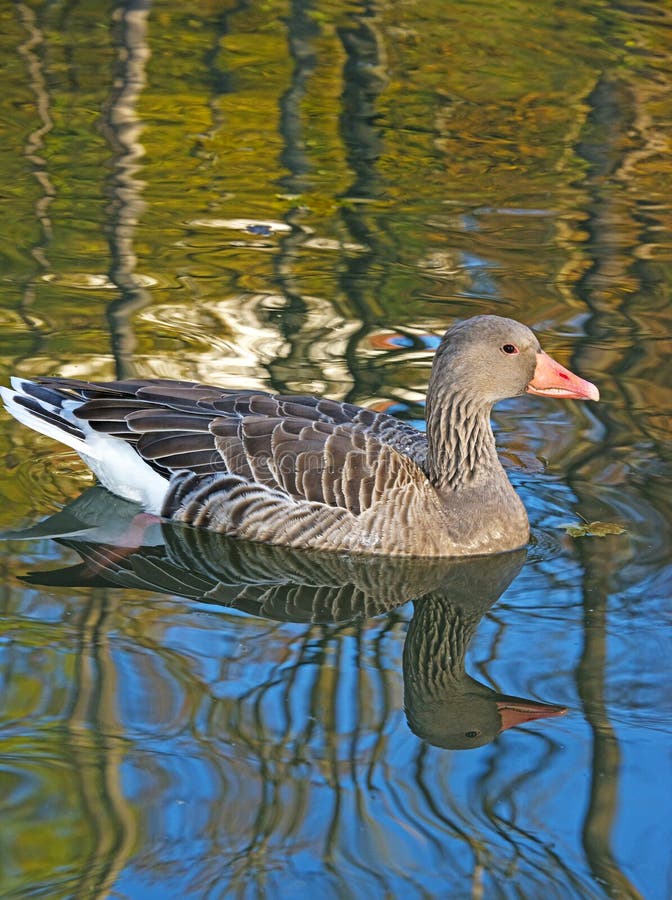 Goose stock image. Image of colored, season, beak, blue - 46343571