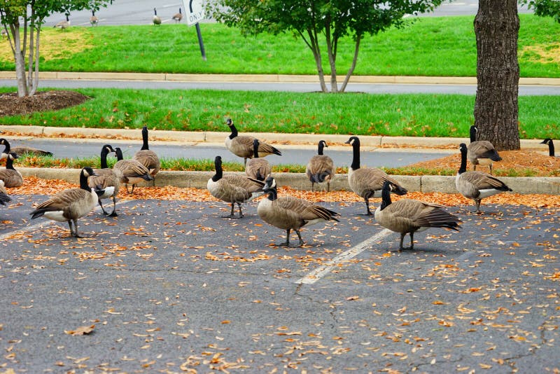 Goose and fall stock image. Image of birds, bird, game - 131079669