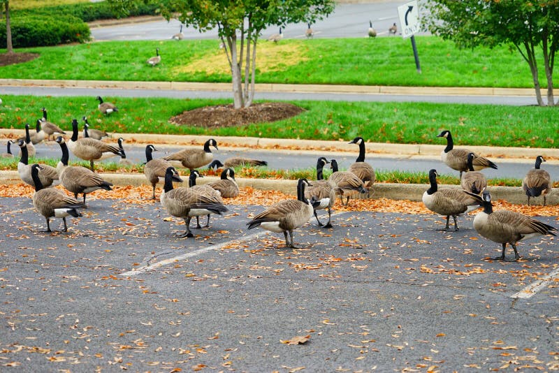 Goose and fall stock photo. Image of geese, cute, closeup - 131079670