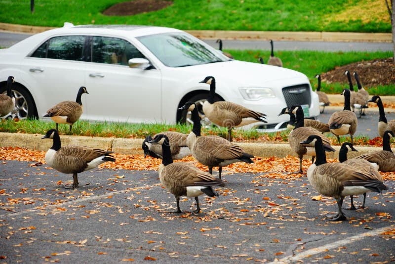 Goose and fall stock image. Image of alive, background - 131079681