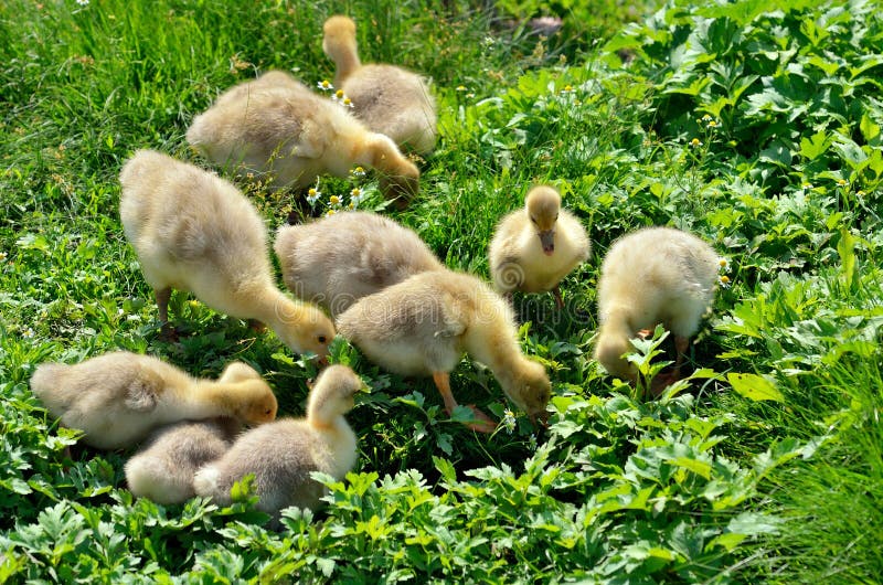 Adorable Goose Babies Grazing Stock Image - Image of bird, resting ...