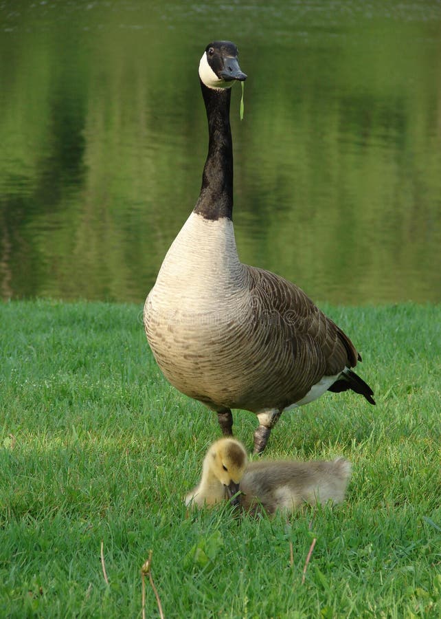 Goose and baby stock image. Image of canada, supervision - 5489655
