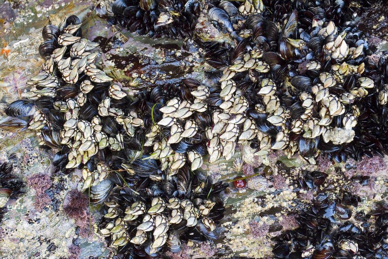 Goose barnacle stock photo. Image of neck, percebe, leaf - 34436662