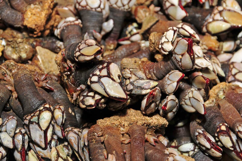 Goose barnacles stock photo. Image of fresh, europe, food - 17431796