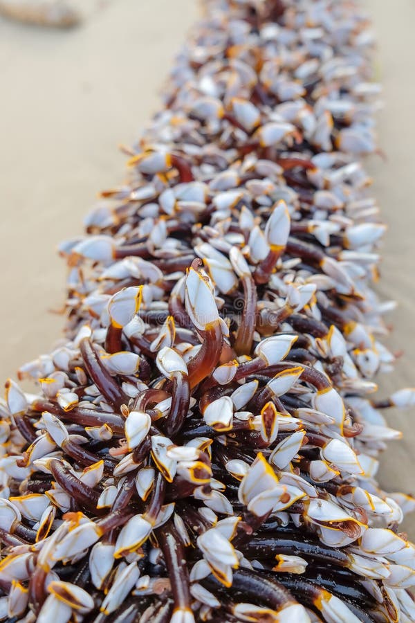 Goose Barnacles or Gooseneck Barnacles on Lumber. Stock Image - Image ...