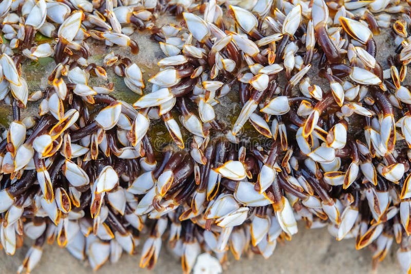 Goose Barnacles or Gooseneck Barnacles on Lumber. Stock Image - Image ...