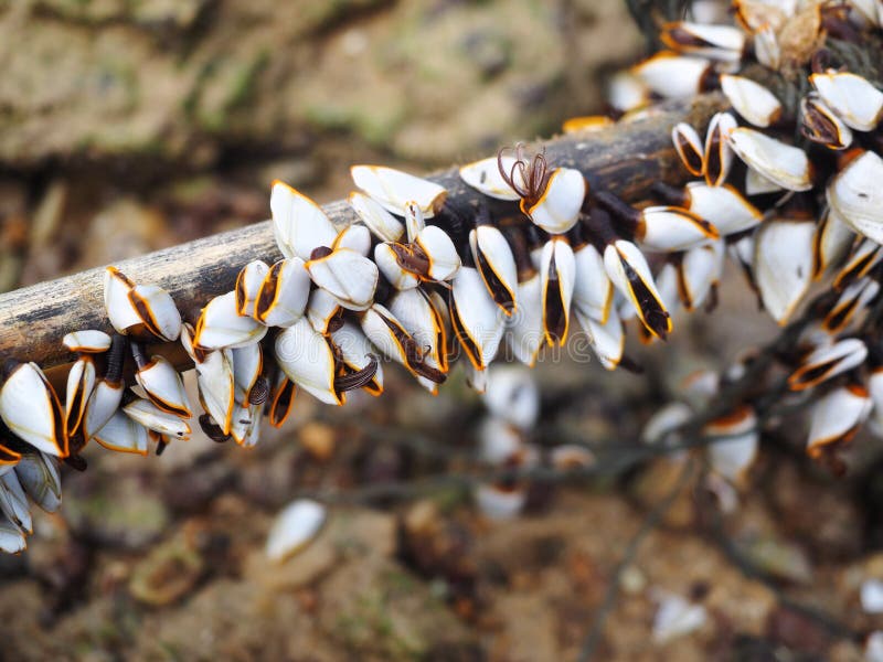 Goose Barnacles on Branch at the Beach Stock Image - Image of group ...