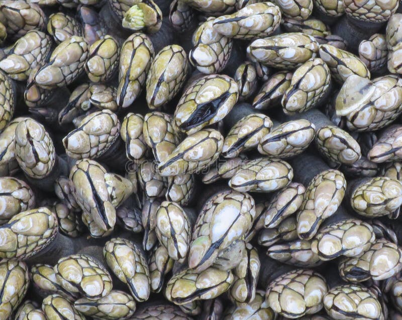 Goose Barnacles at Smith River in California Stock Image - Image of ...