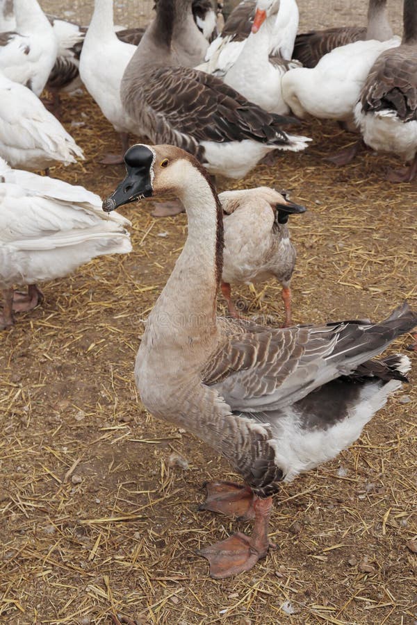 Goose in the barnyard stock image. Image of barnyard - 152976541