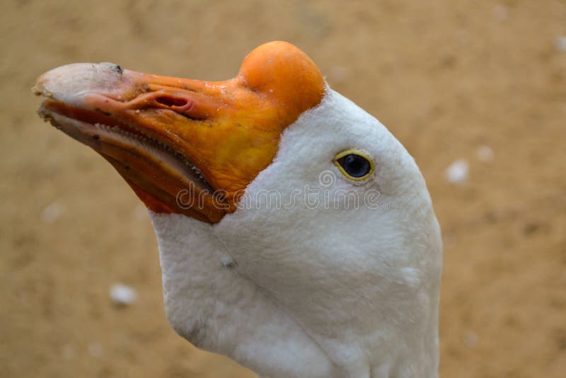 Goose with red beak stock image. Image of wild, animal - 29271905