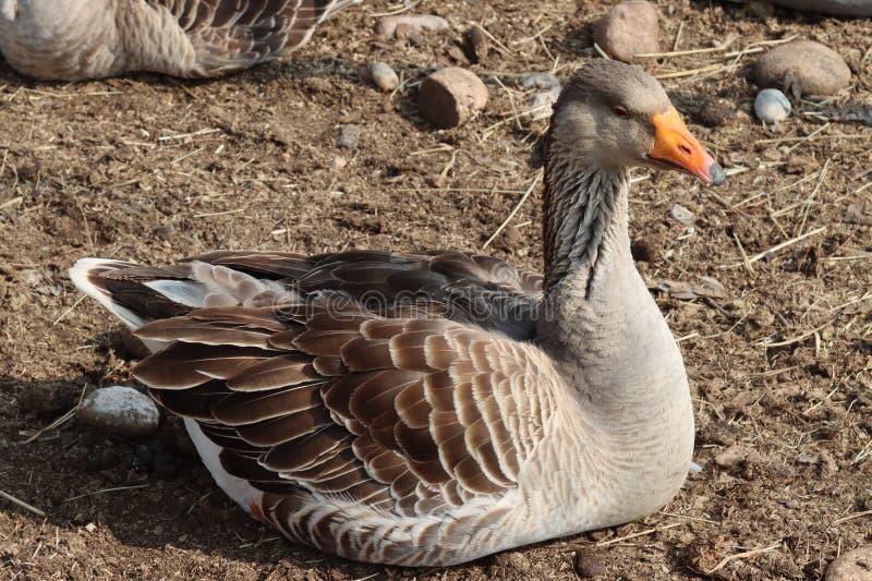 Goose Bird Farm Animal Resting- Stock Image - Image of poultry, bird ...