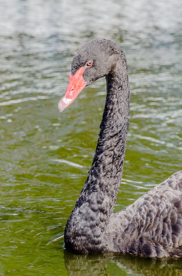 Goose stock photo. Image of isolated, animal, fauna, farming - 54021936