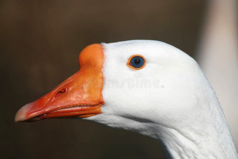 Goose with Blue Eyes stock photo. Image of animal, goose - 5348190