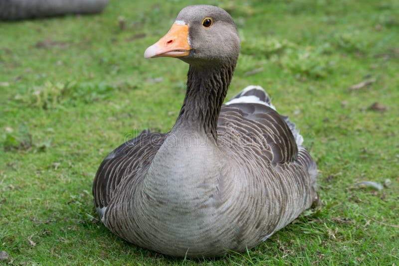 358 Goose Front View Photos - Free & Royalty-Free Stock Photos from ...