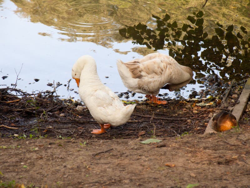 Goose... stock photo. Image of pets, feather, goose, pond - 75062558