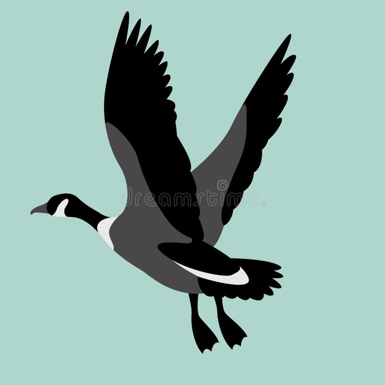 Canadian Goose Stock Illustrations – 823 Canadian Goose Stock ...