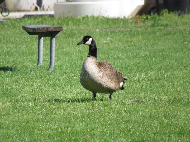 Waddling Stock Images - Download 1,111 Royalty Free Photos