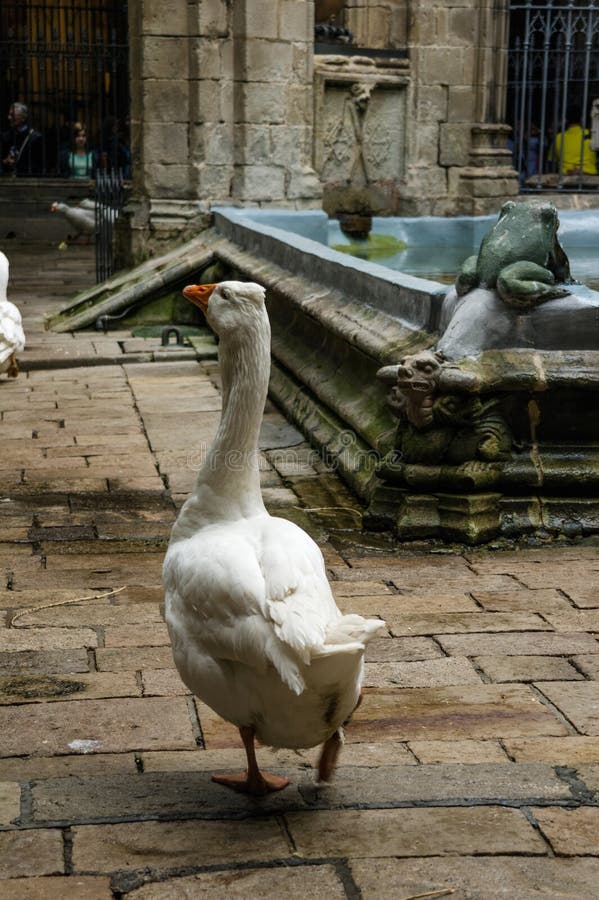 Goose stock image. Image of gothic, yard, catalunya, cathedral - 81507147