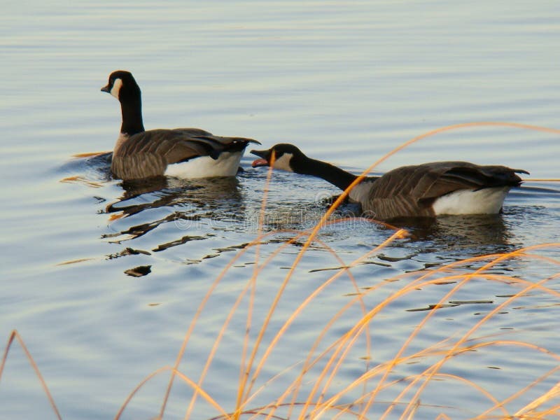 Goose chase stock photo. Image of goose, lake, chasing - 53730158