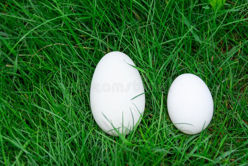 Goose and Chicken Eggs. Private Poultry Farming. Stock Image - Image of ...