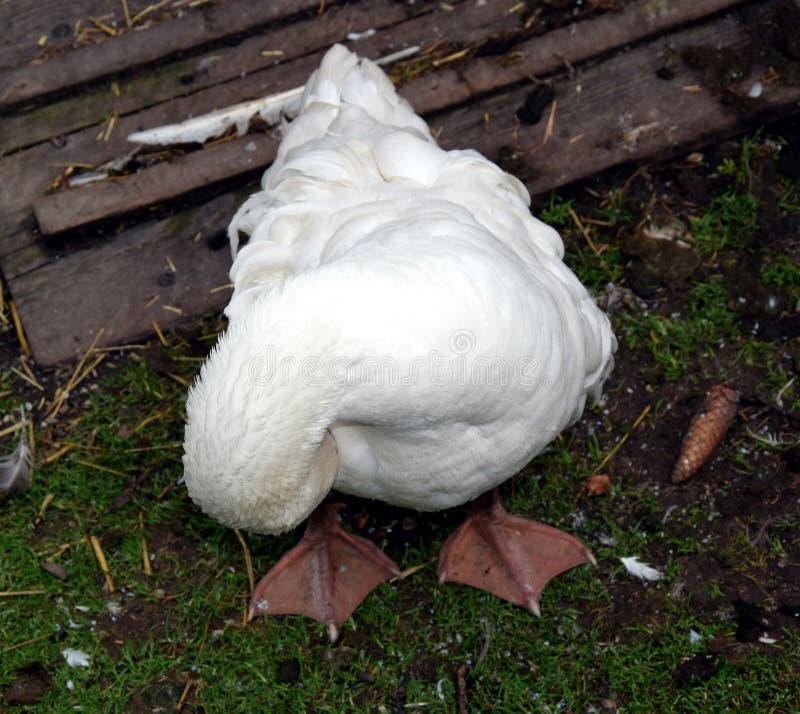 Goose Cleaning Its Wings in Farm Stock Photo - Image of wild, farm ...