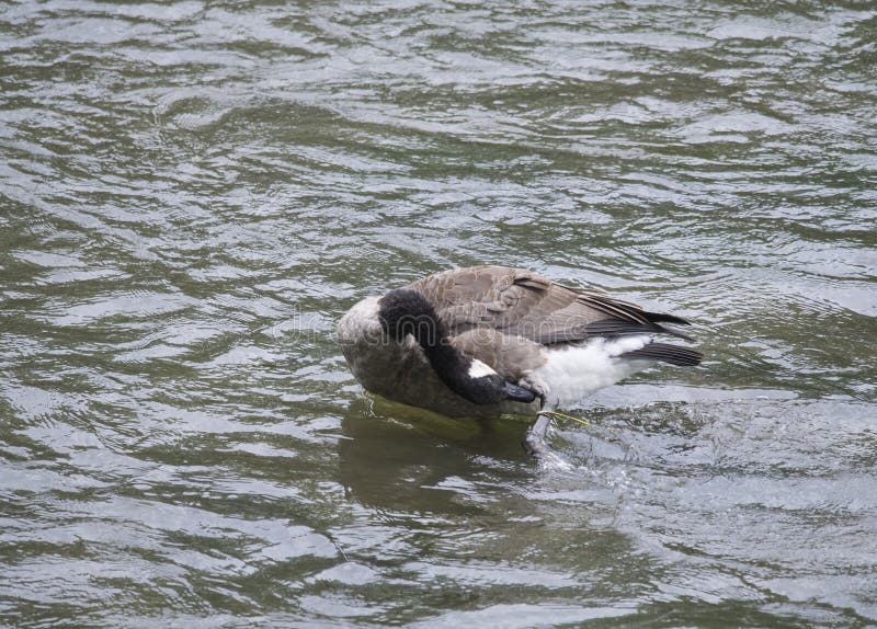 Goose cleaning on a river stock photo. Image of animal - 46505230