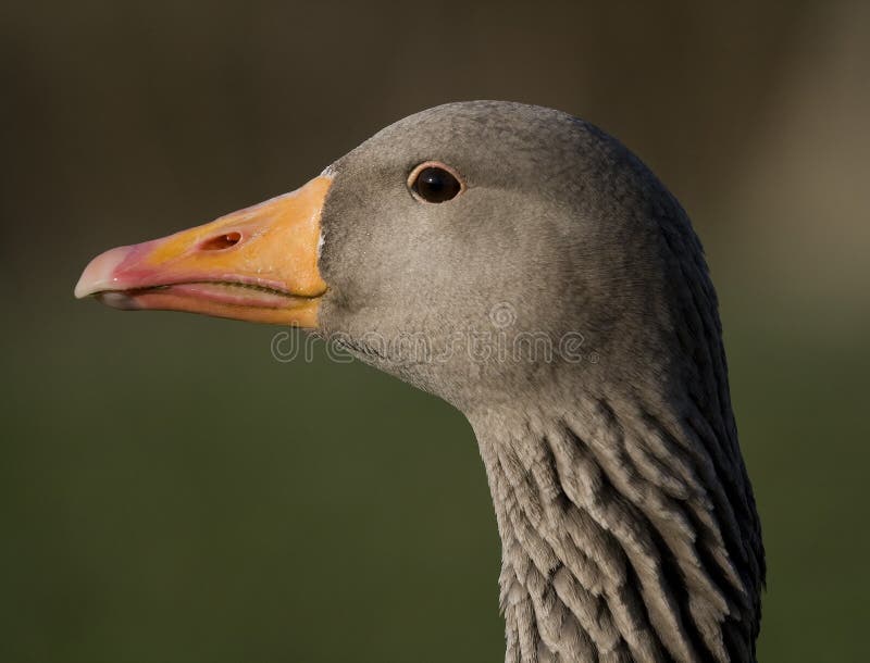 Goose Close-up stock photo. Image of beak, greylag, feathers - 12345598