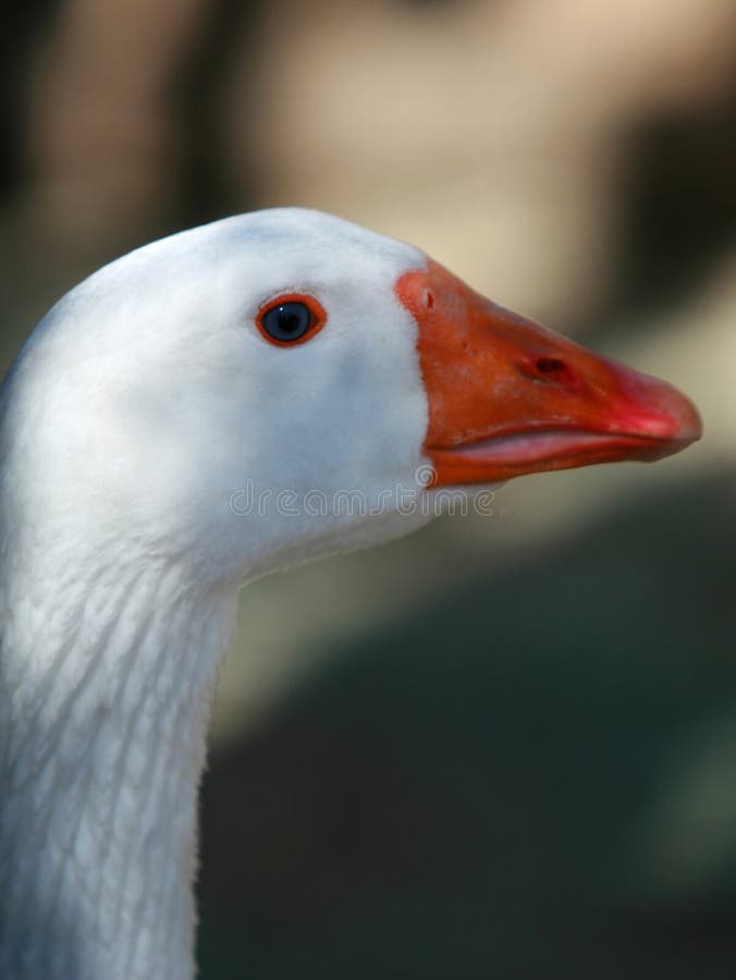 Goose Close Up stock image. Image of poultry, nature, geese - 2134815