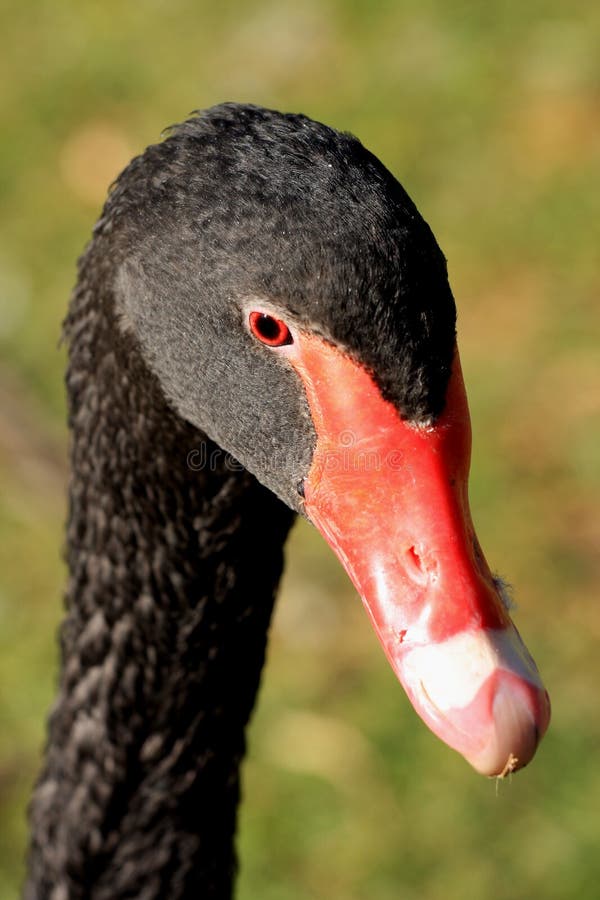 594 Goose Face Close Up Stock Photos - Free & Royalty-Free Stock Photos ...