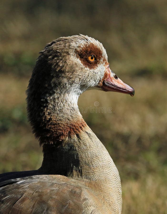 322 Tan Goose Stock Photos - Free & Royalty-Free Stock Photos from ...