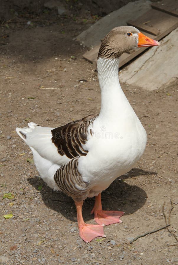 Goose in close up stock image. Image of nice, close, black - 96683645