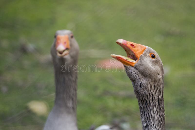 Goose close up portrait stock image. Image of outdoors - 40038747