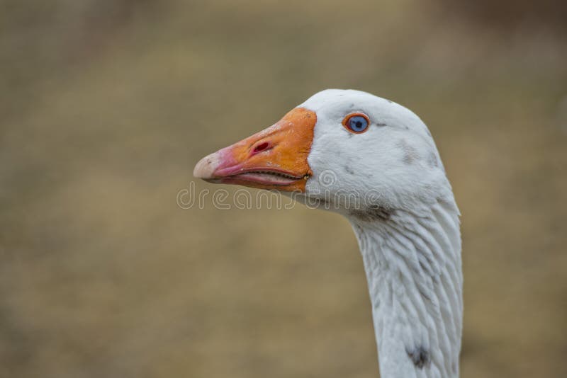 Goose close up portrait stock photo. Image of goose, head - 51893532