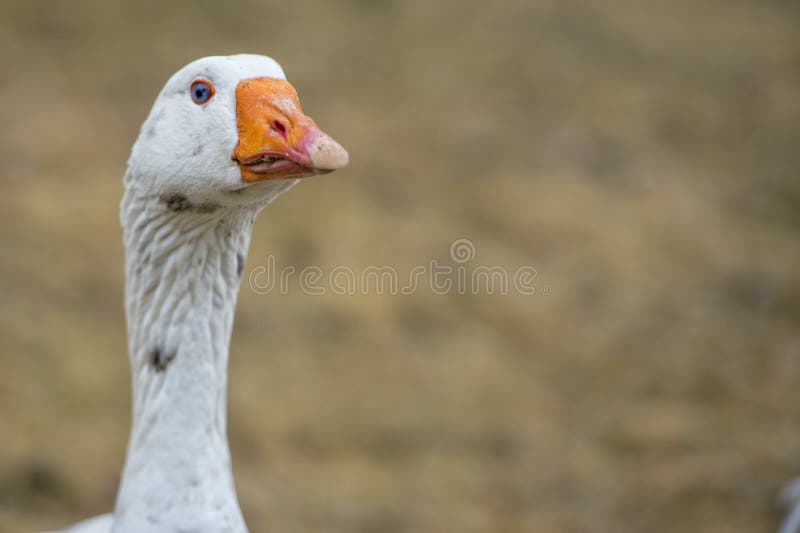 Goose close up portrait stock photo. Image of migratory - 51958482