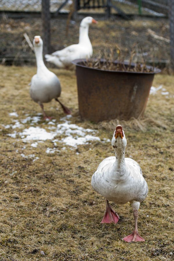 Goose close up portrait stock image. Image of funny, beak - 51958519