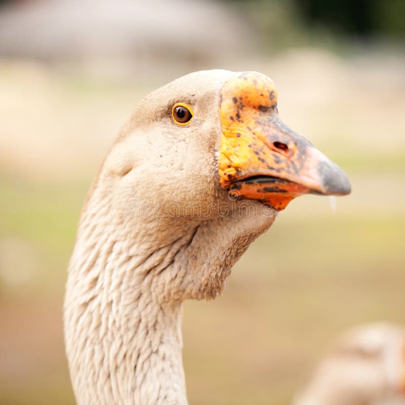 Goose Close-up Portrait. Macro Stock Image - Image of outdoors, light ...