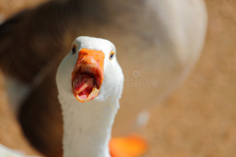 Goose stock photo. Image of birds, fowl, waterfowl, flying - 30365946
