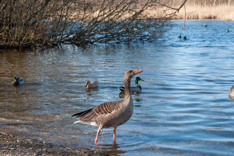 Goose on the Coast of a Lake Stock Photo - Image of colorful, wildlife ...