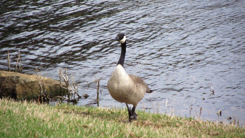 Goose coming into rest stock image. Image of lake, water - 89523859