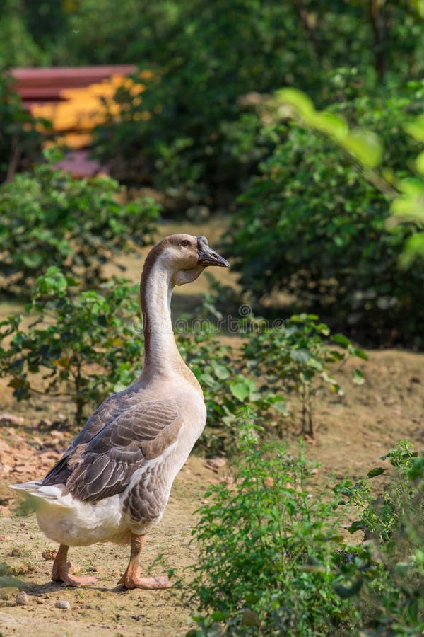 Goose stock photo. Image of pride, feathers, webbed, animal - 59136582