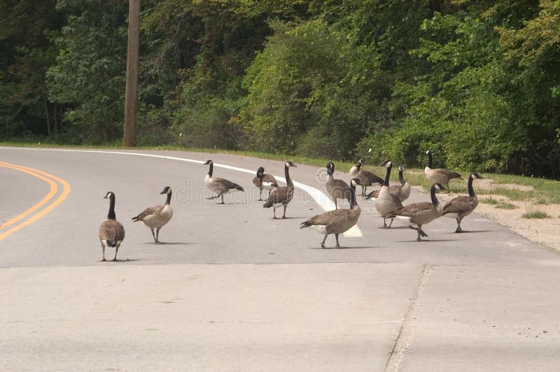 Goose Geese Crossing Road Stock Photos - Free & Royalty-Free Stock ...