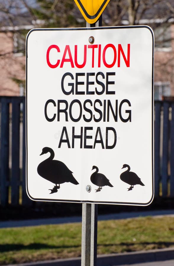 Goose Crossing Sign stock photo. Image of board, attention - 30581884