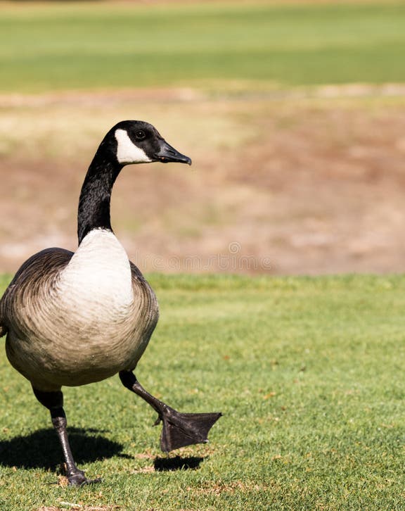 Goose Dance at the Golf Course Stock Photo - Image of bird, gander ...