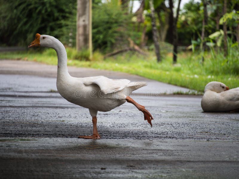 Goose is Dancing stock photo. Image of animal, flock - 79730652