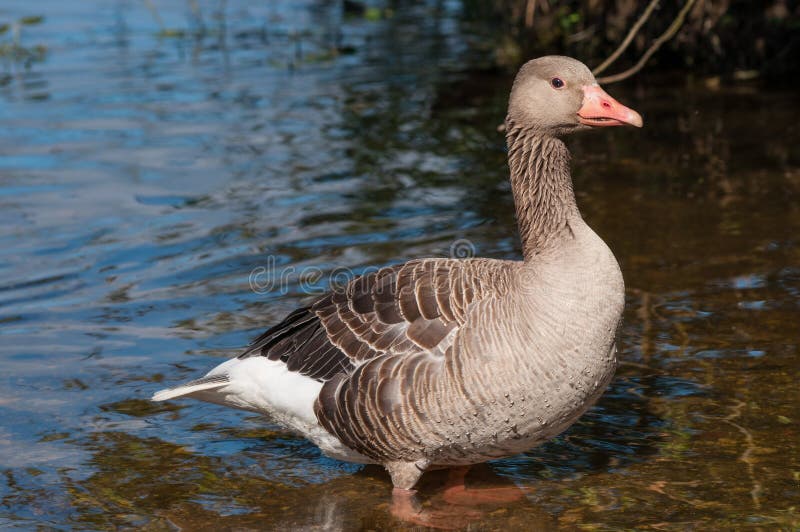 Goose in Denmark stock image. Image of bird, animal - 101365039