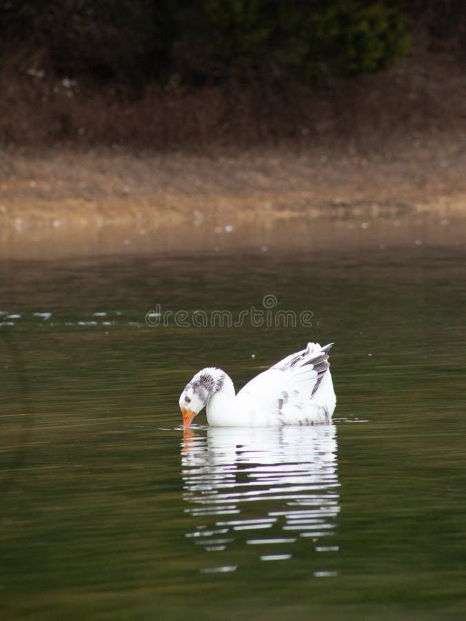 Goose Diving for Food stock photo. Image of waterbird - 263281892