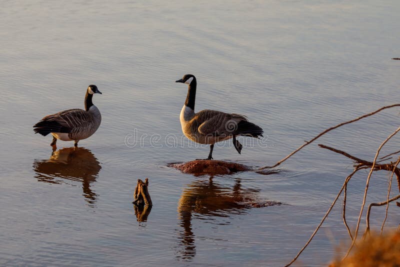 Geese at the lake stock image. Image of america, feathers - 173868027
