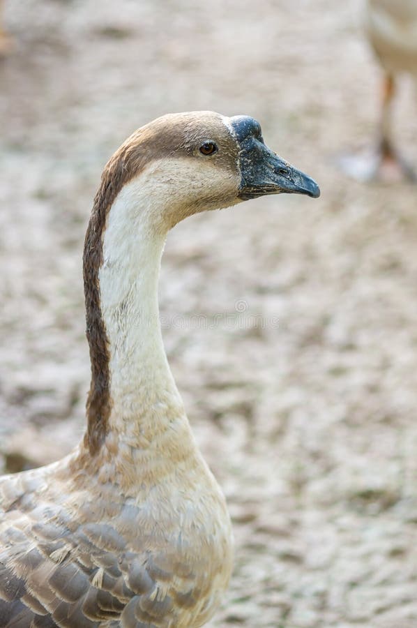 Goose stock photo. Image of white, domestic, embden, outdoors - 46221154